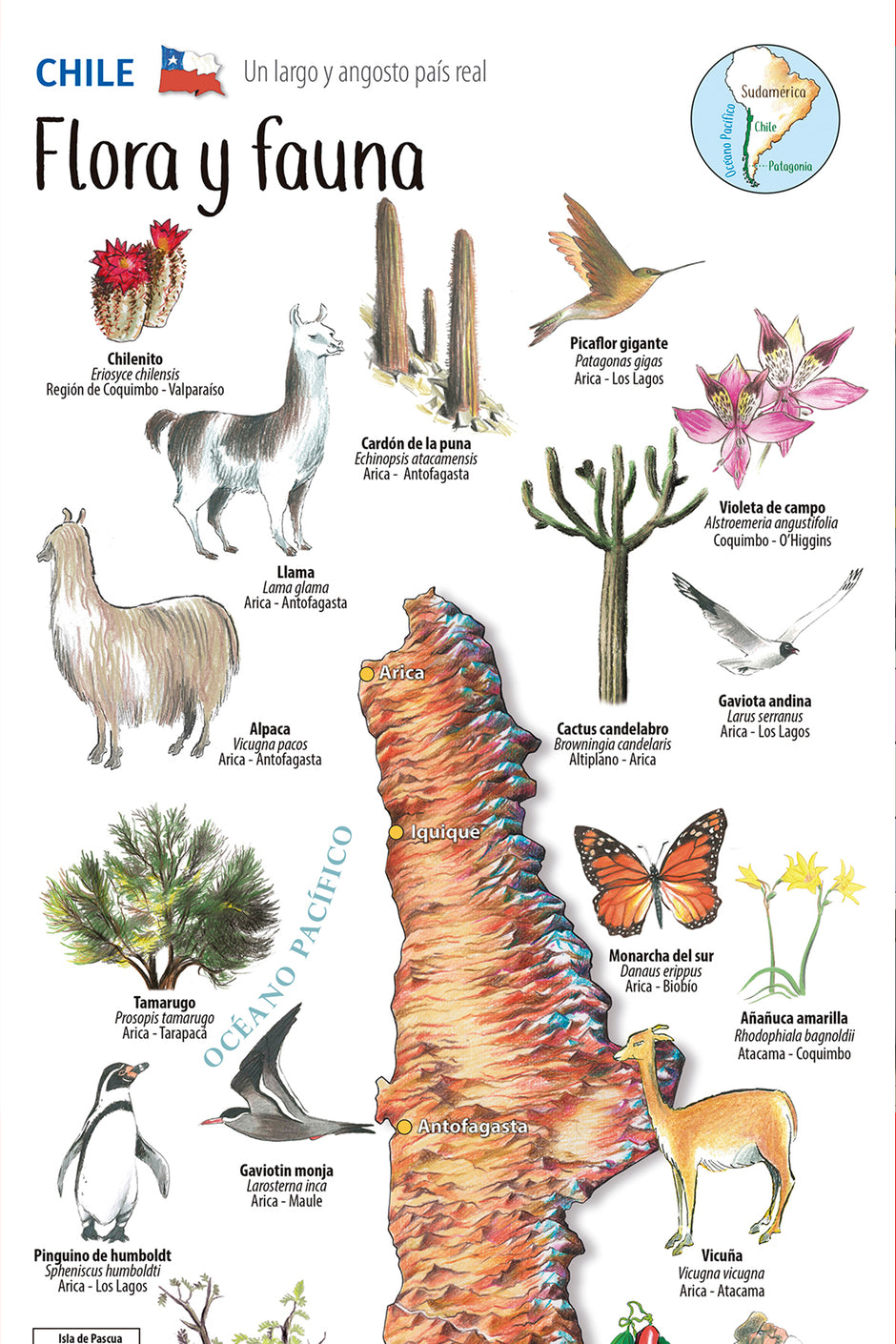 Tourmaps Mapas educativos ilustrados de Chile – TOURMAPS Mapas ...