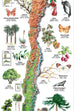 FLORA Y FAUNA - MAPA DESPLEGABLE – TOURMAPS Mapas educativos ilustrados ...